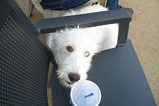 Zoey: Labradoodle/Husky Mix